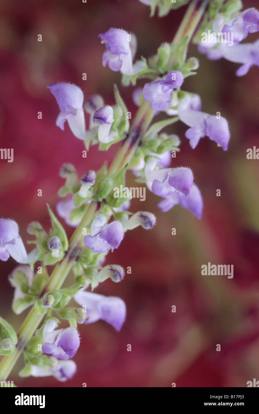 Solenostemon 'Jupiter' (Coleus,Flame nettle, Painted nettle.) Close up ...