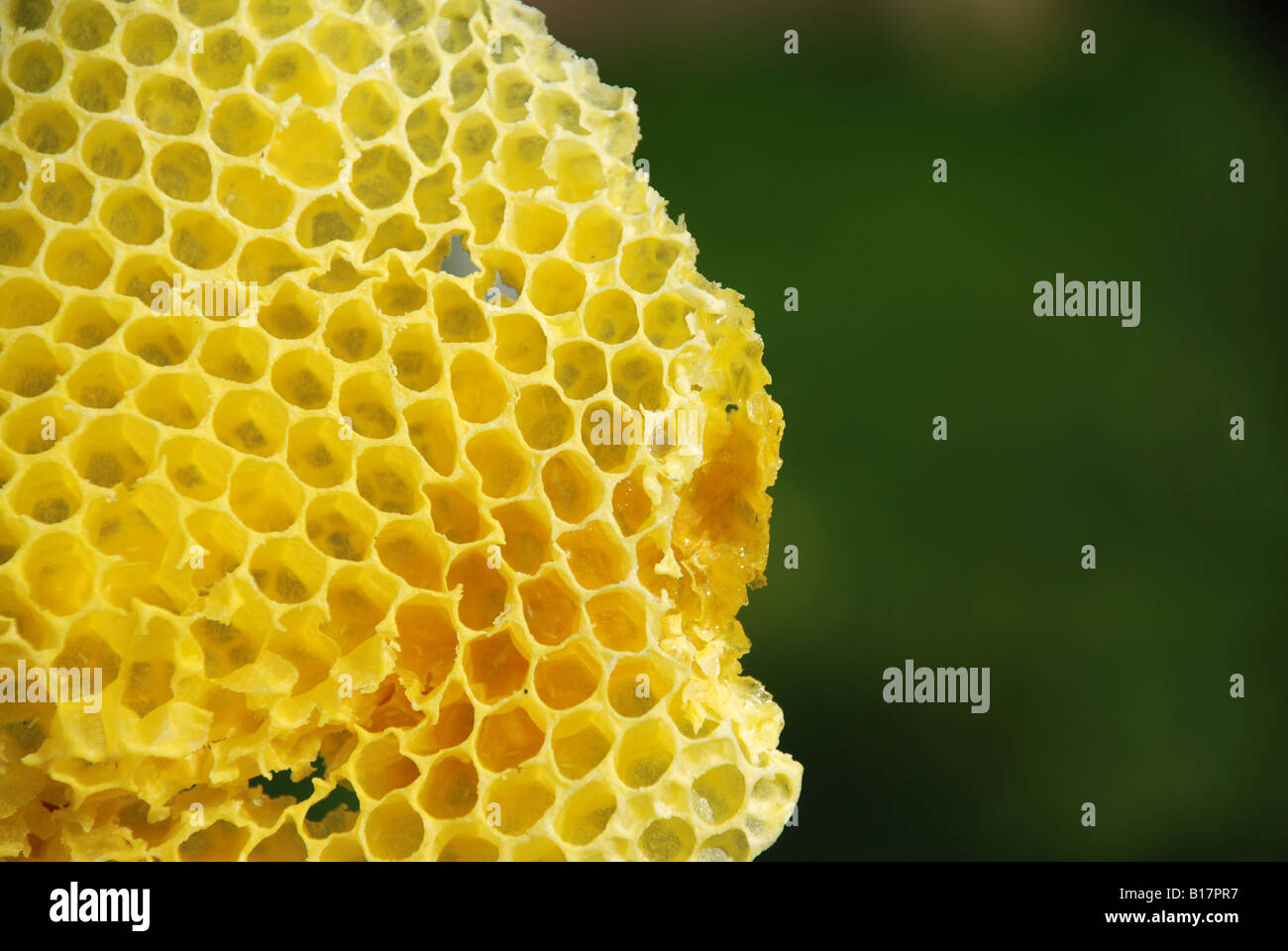 Part of a honey comb Stock Photo - Alamy