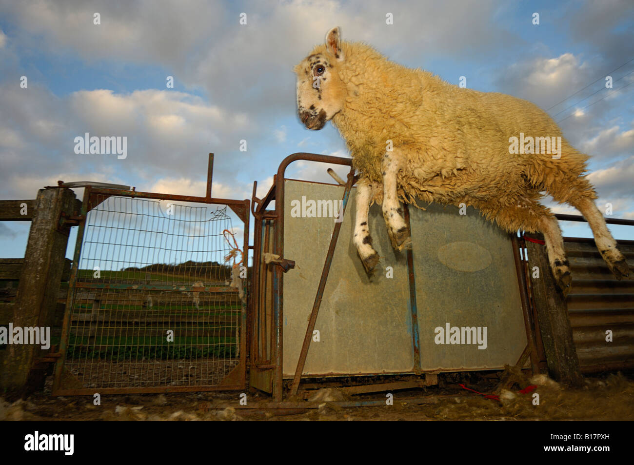A Jumping sheep leaps out of enclosure Stock Photo - Alamy