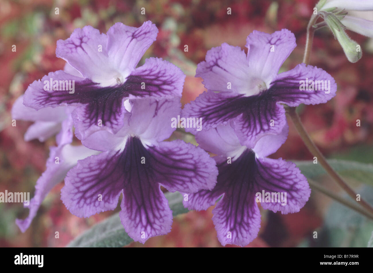 Streptocarpus 'Katie' (Cape primrose Stock Photo - Alamy