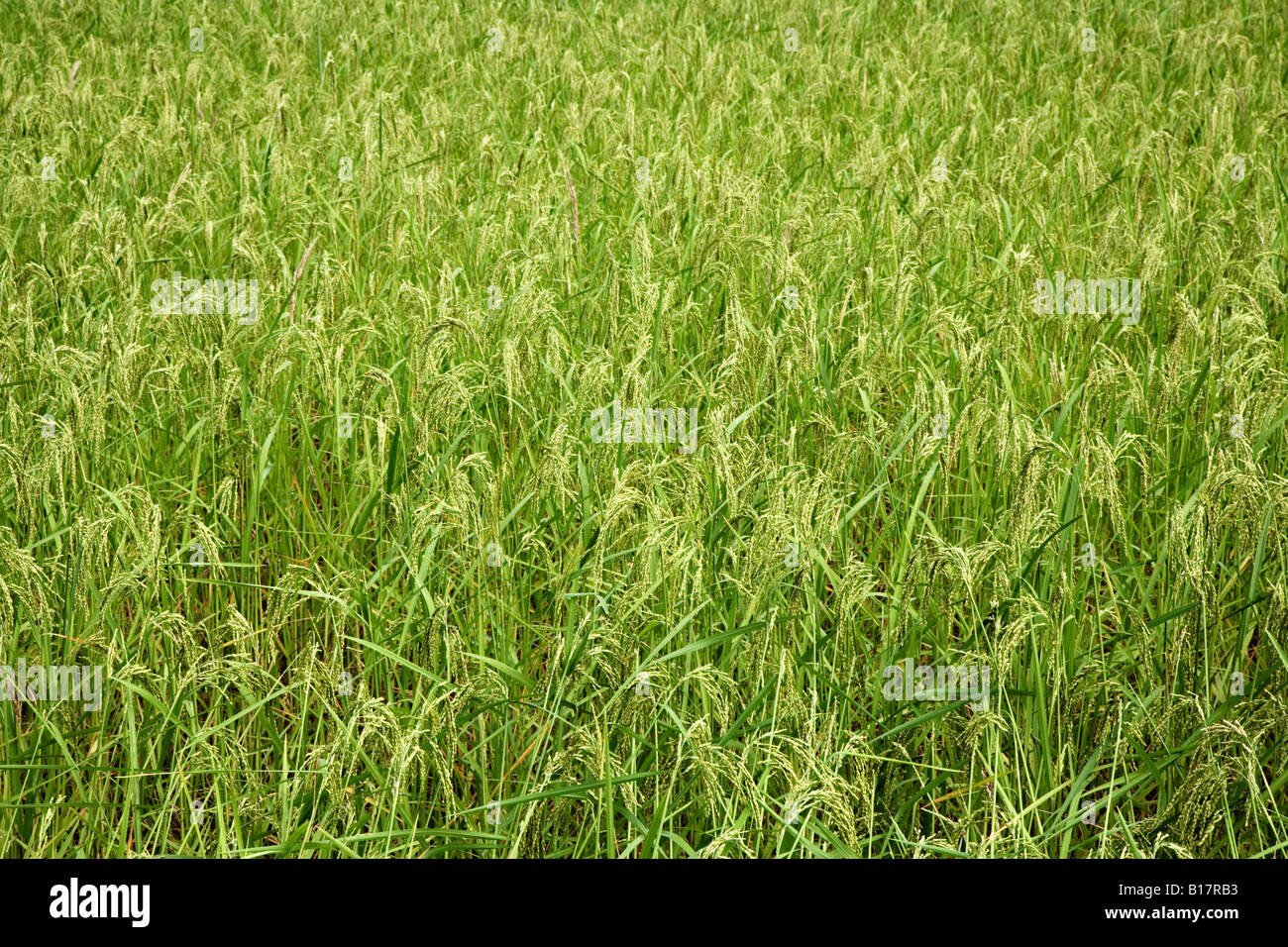 Green rice growing in paddy, Attapeu, Laos Stock Photo - Alamy