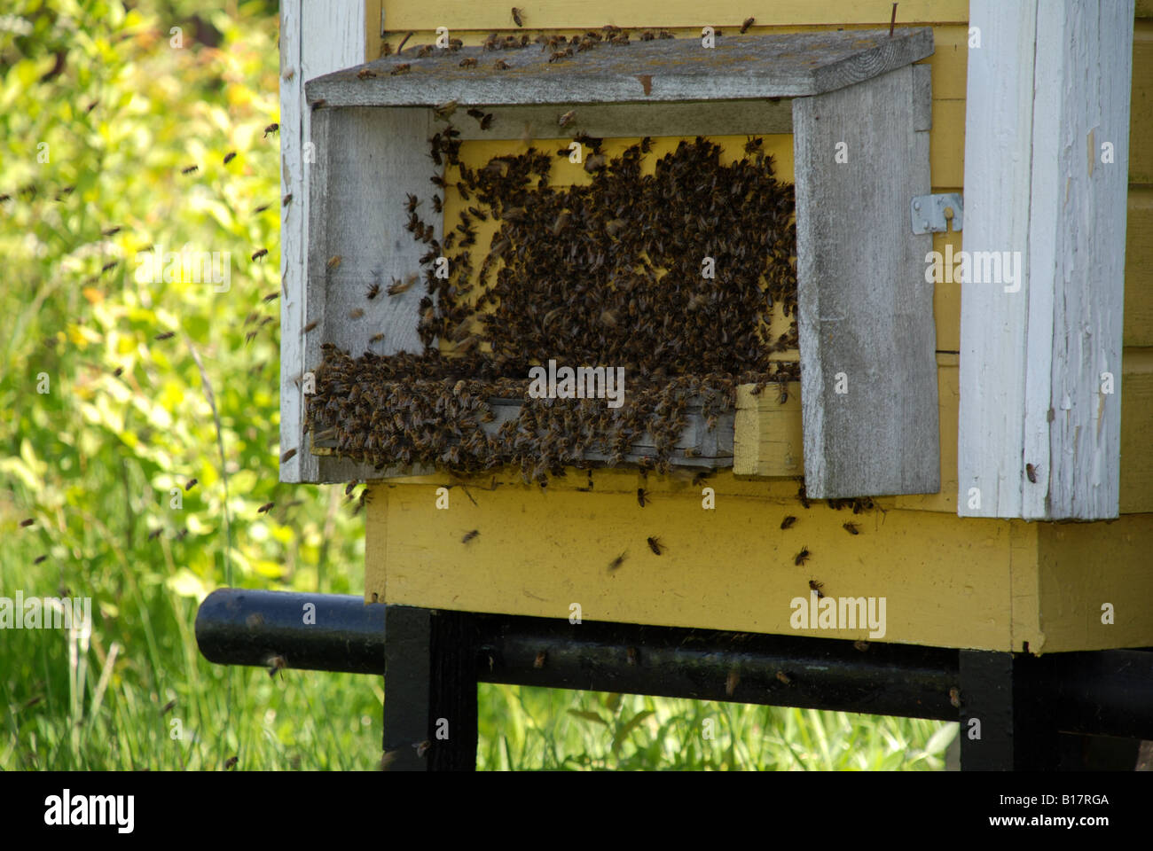 Crowded hive entrance Stock Photo - Alamy
