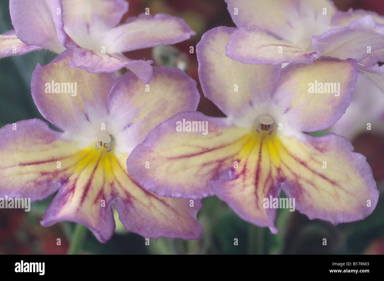 Streptocarpus 'Seren' (Cape primrose Stock Photo - Alamy