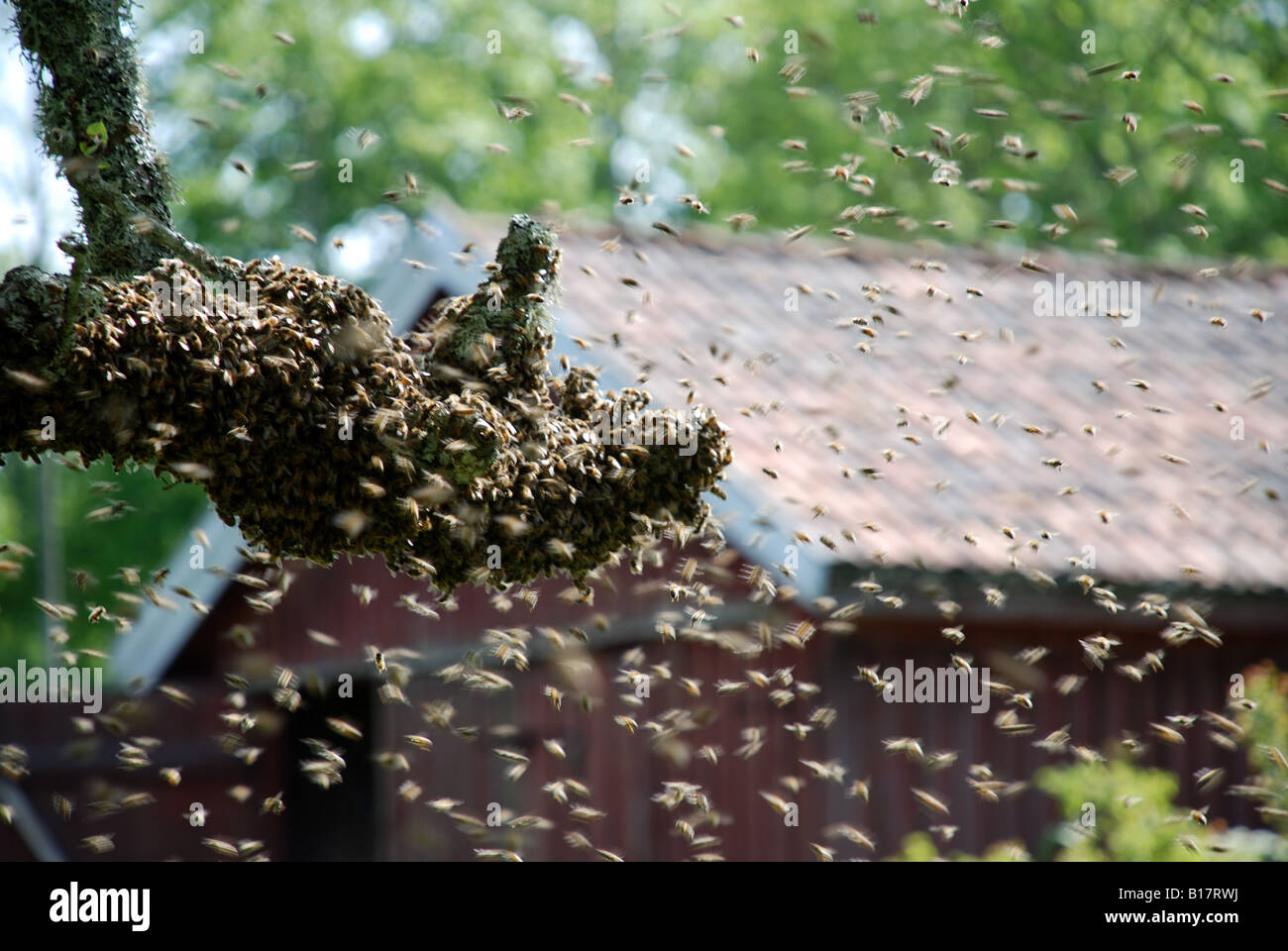 Bee swarm hi-res stock photography and images - Alamy