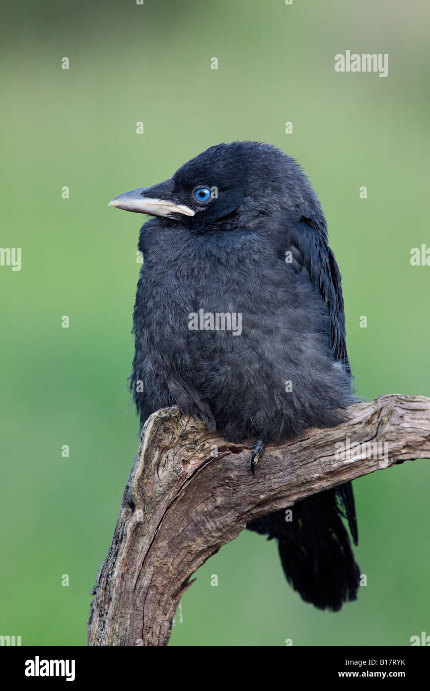 Baby jackdaw hi-res stock photography and images - Alamy