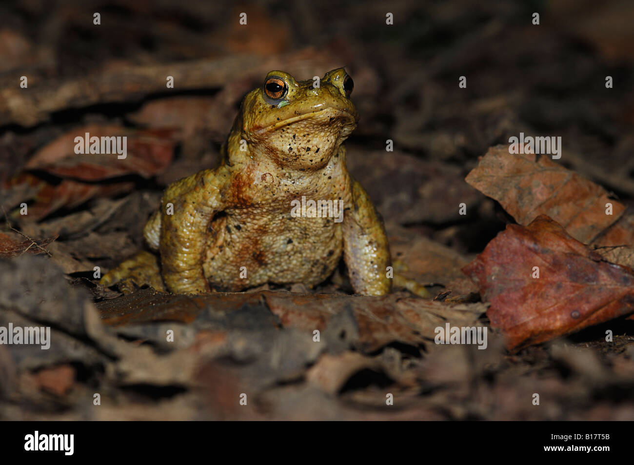 Toad sitting in dry autumn leaves Stock Photo - Alamy