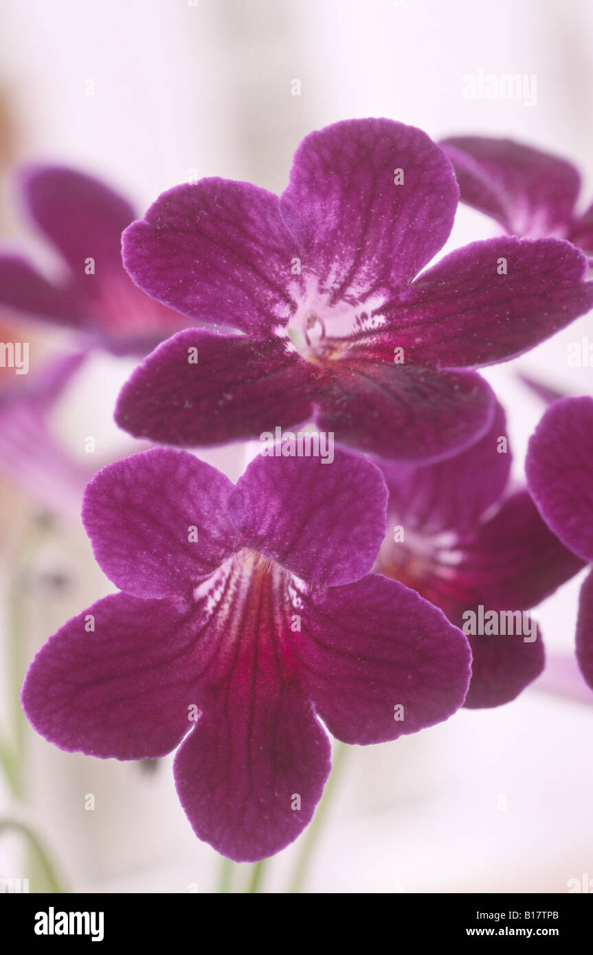 Streptocarpus 'Iona' (Cape primrose Stock Photo - Alamy