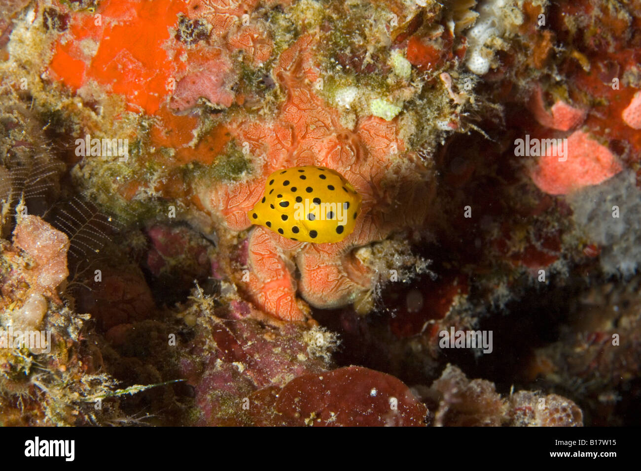 Cubefish hi-res stock photography and images - Alamy