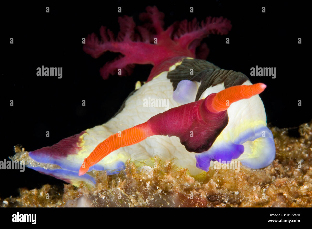 Chamberlains Neon Slug Nembrotha chamberlaini Alona Beach Panglao ...