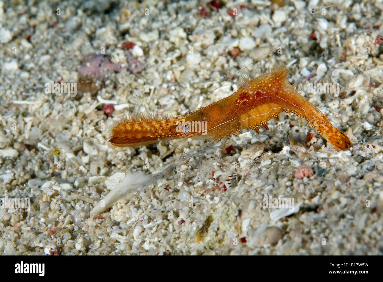 Rock beach panglao island hi-res stock photography and images - Alamy
