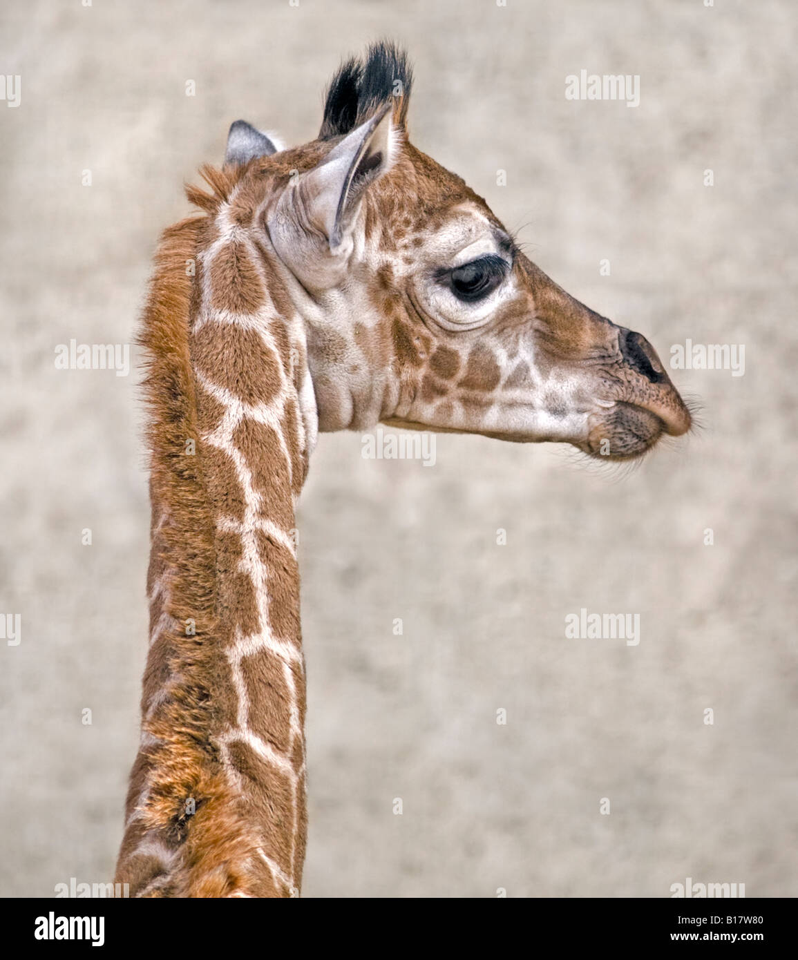 Giraffe calf hi-res stock photography and images - Alamy