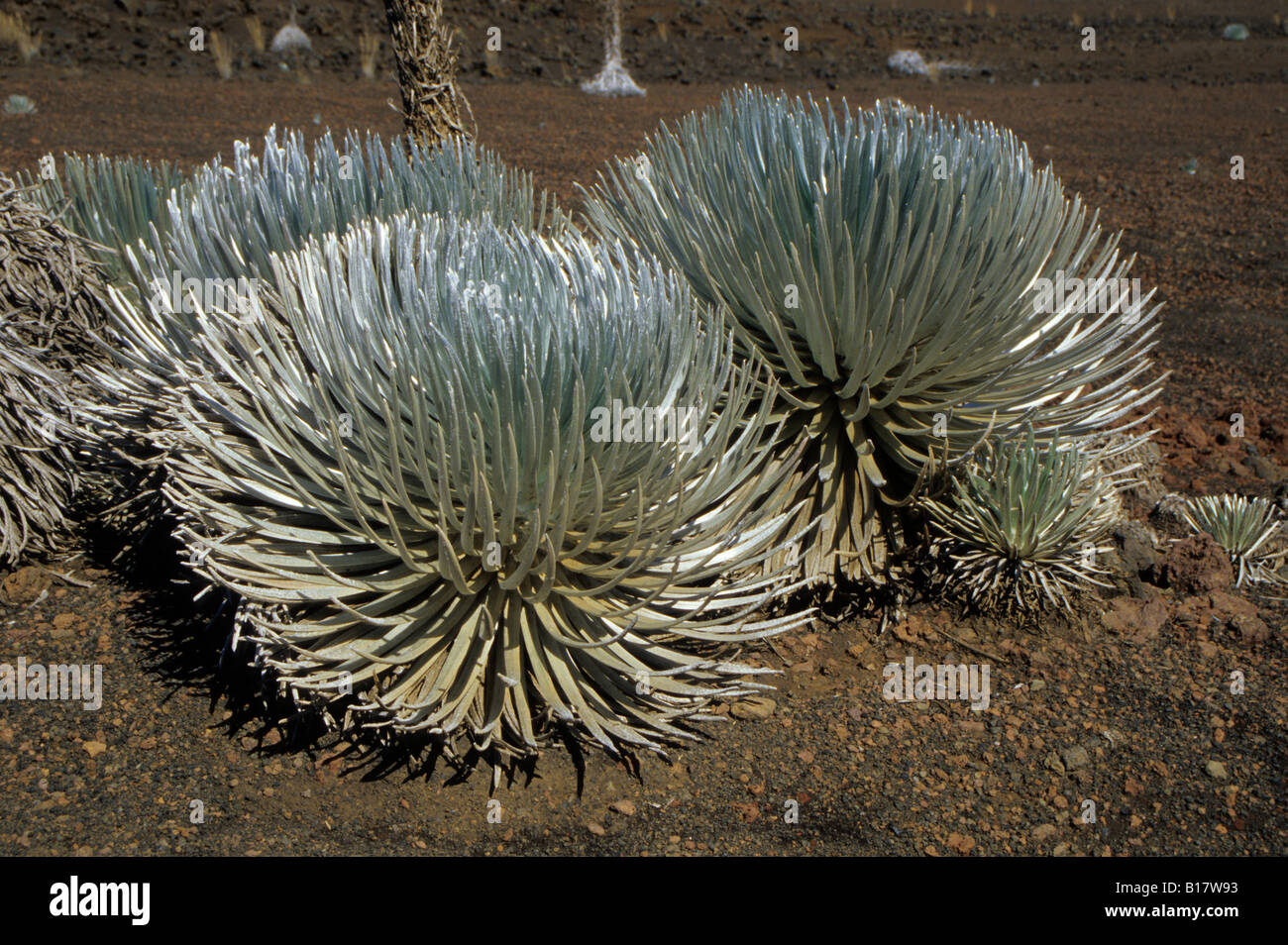 Maui, Hawaii, USA. Silversword in Haleakala Crater, Haleakala National ...