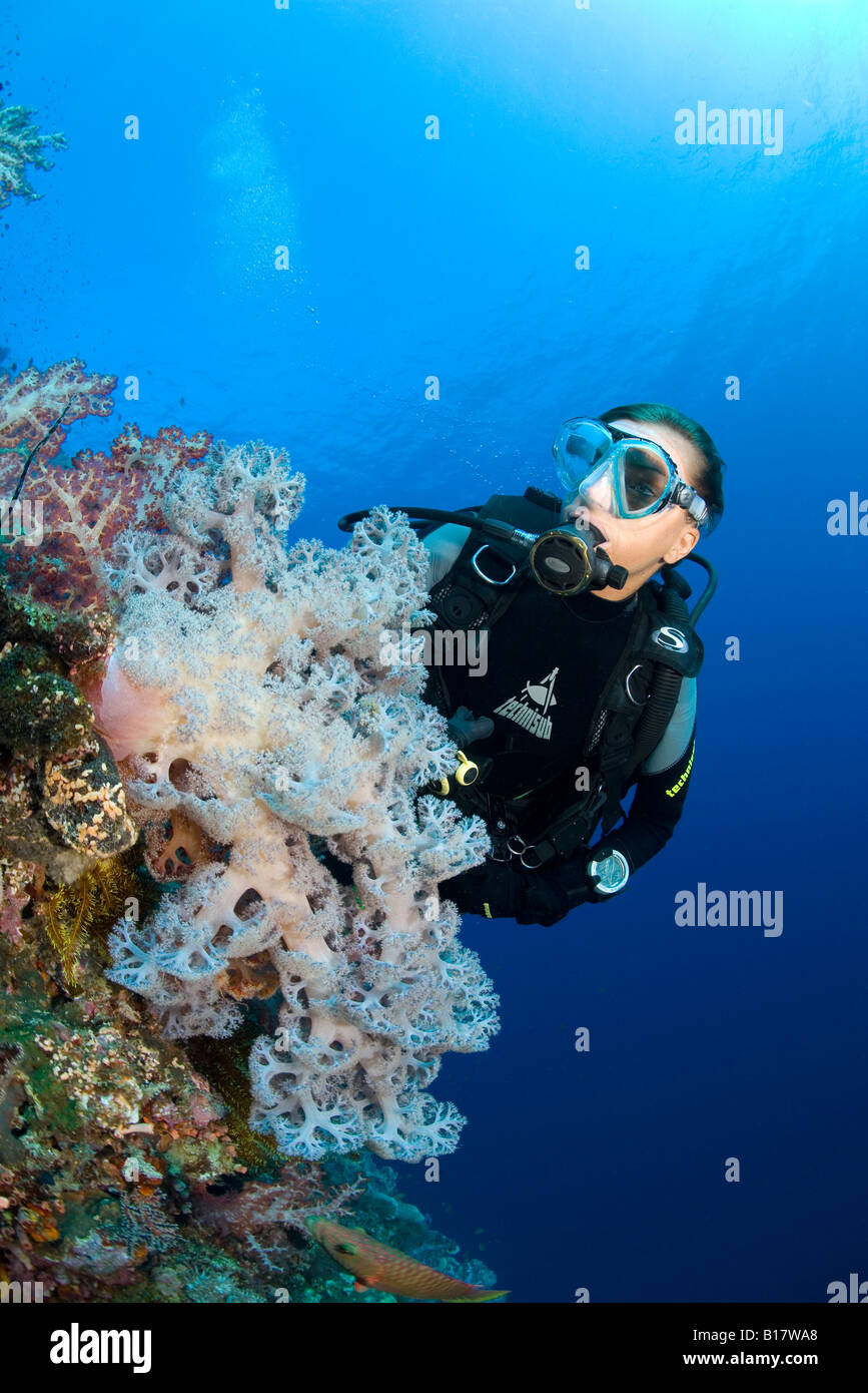 Dendronephthya spec hi-res stock photography and images - Alamy