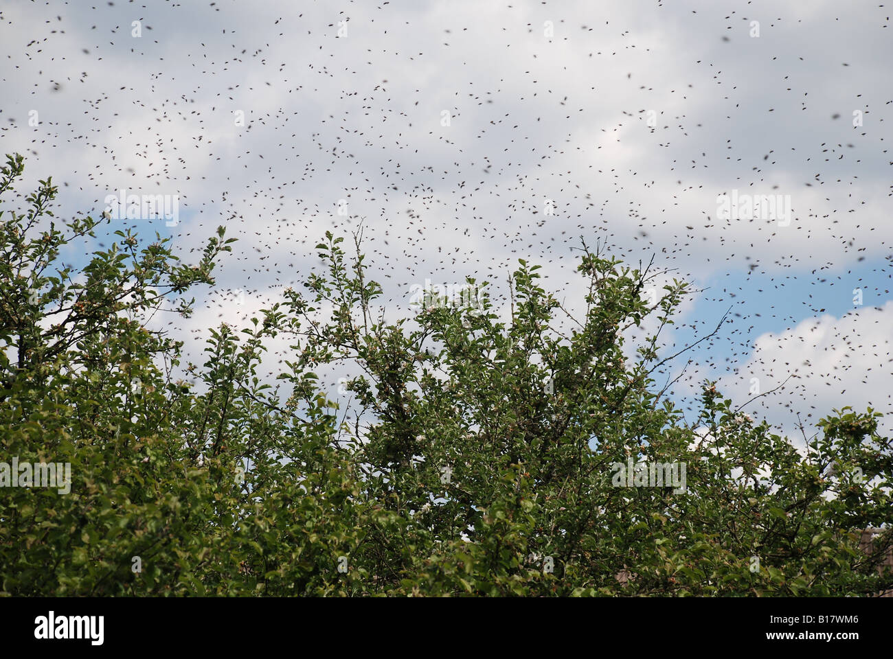 Flying swarm hi-res stock photography and images - Alamy