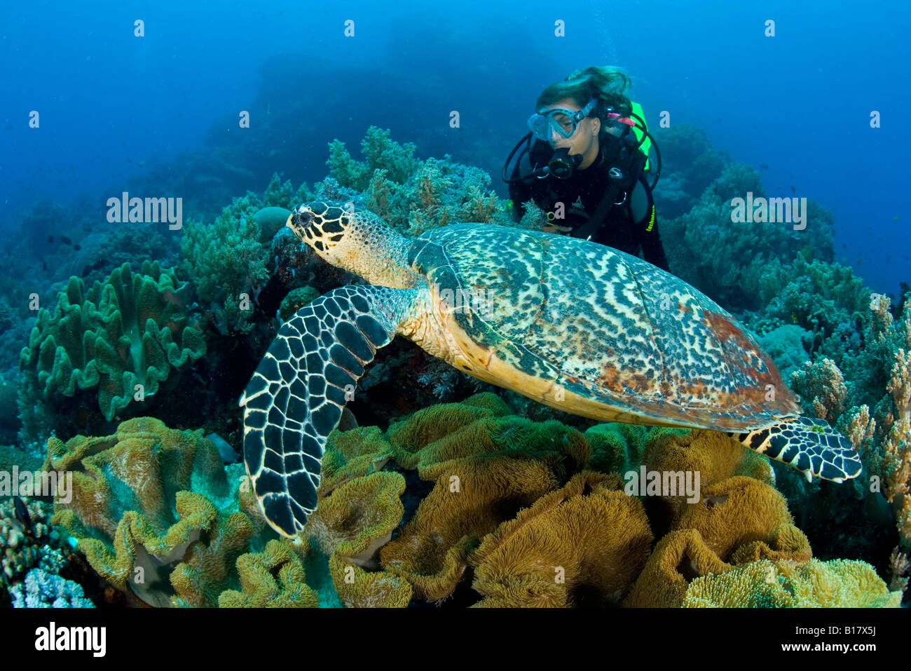 scuba diver and hawksbill turtle Eretmochelys imbricata Dumaguete Apo ...