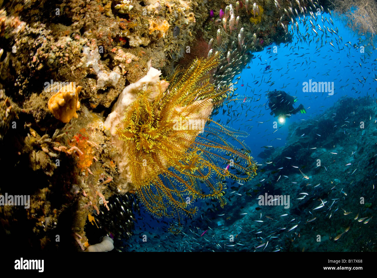 scuba diver on a cave entrance and crinoid Comatulida Dumaguete Apo ...