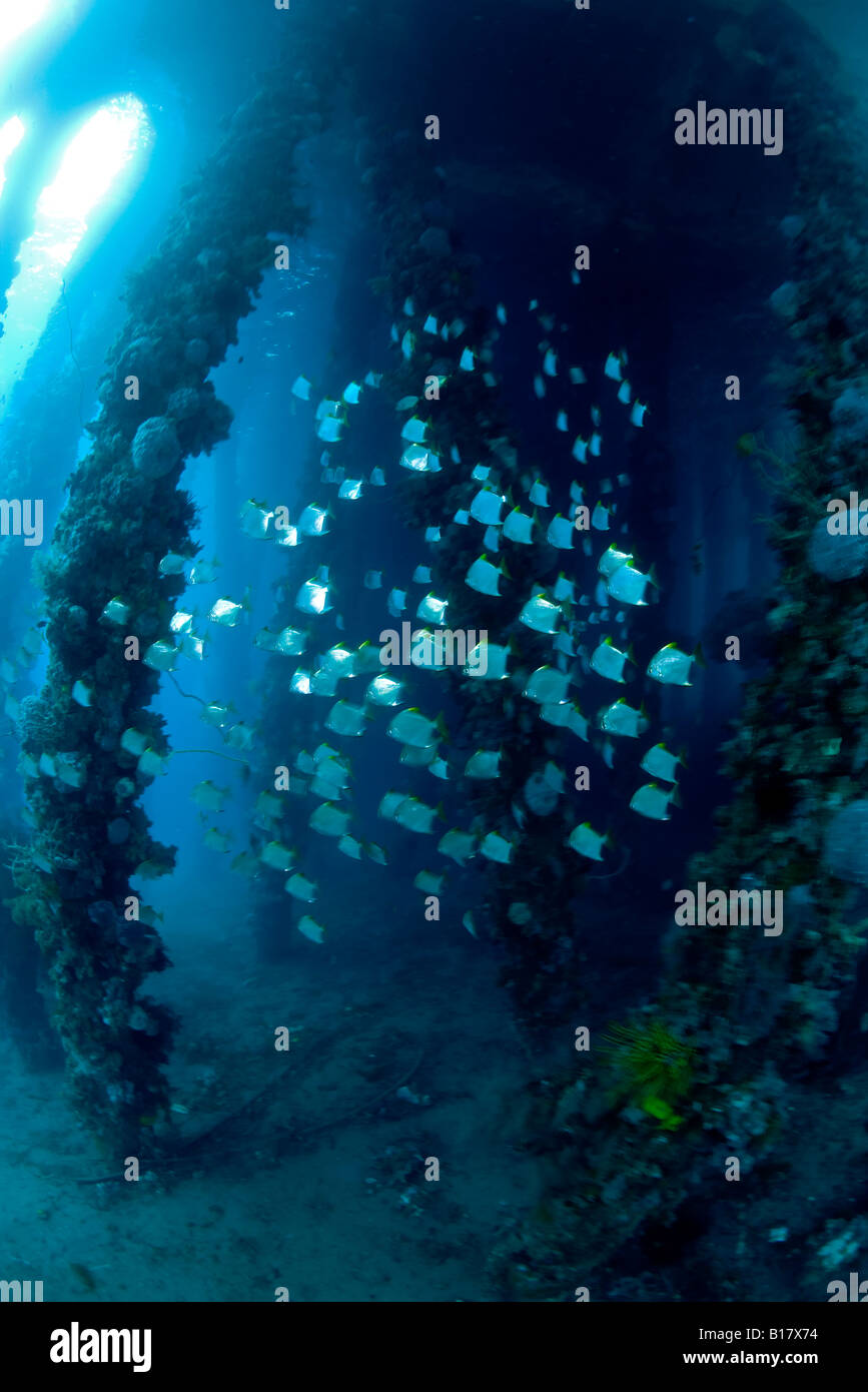 shoal of silver batfish under Pier Monodactylus argenteus Dumaguete Apo ...