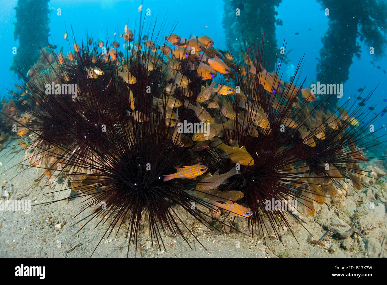 shoals of cardinalfishes hiding in sea urchins Dumaguete Apo Island ...