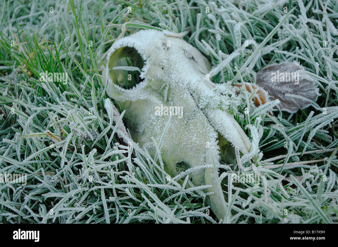 Animal skull in grass hi-res stock photography and images - Alamy