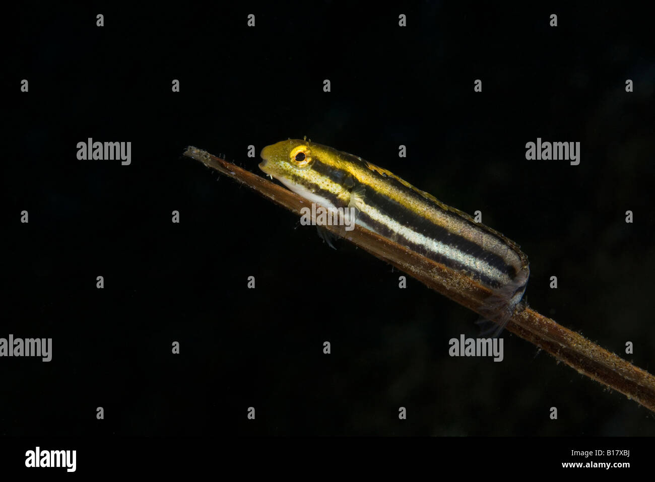 Sabretooth blenny hi-res stock photography and images - Alamy