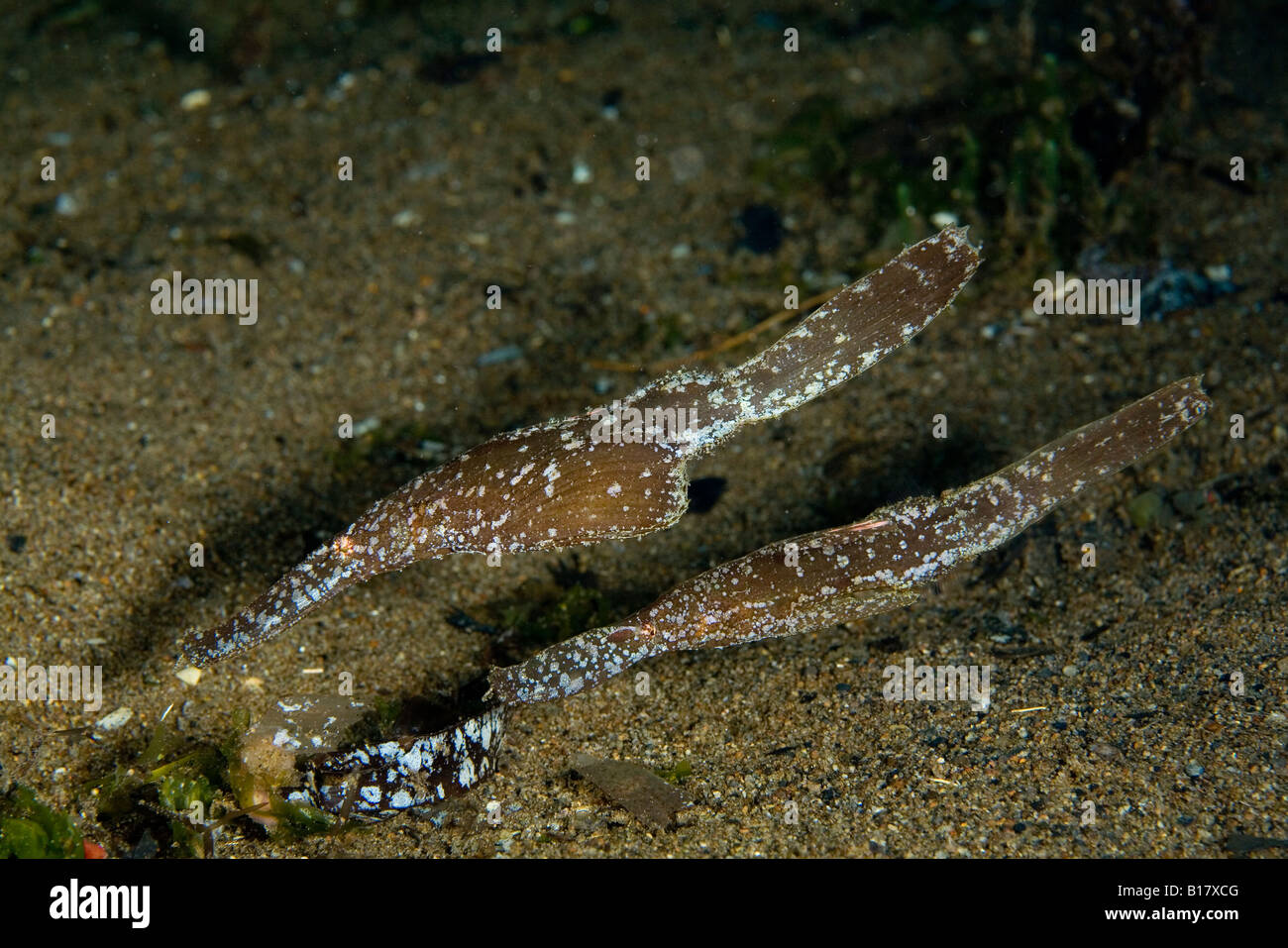 couple of robust ghost pipefish Solenostomus cyanopterus Dumaguete Apo ...