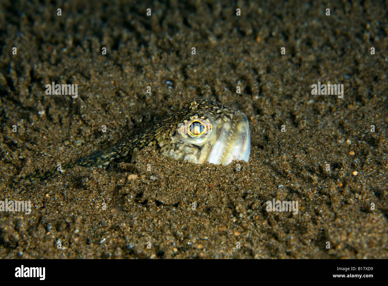 Philippines apo island, dumaguete hi-res stock photography and images ...