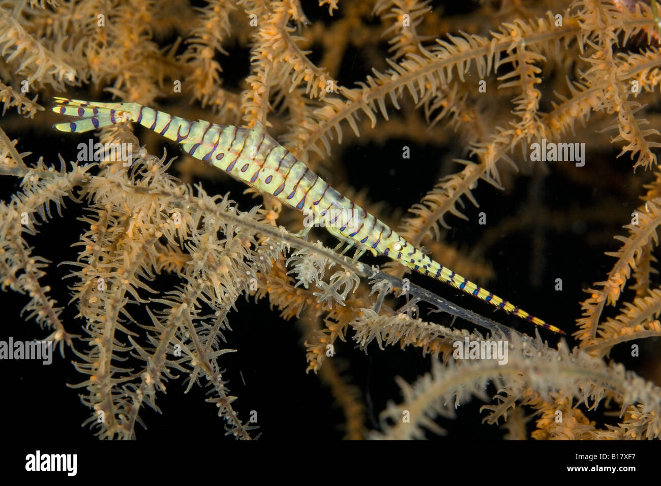 coral shrimp on black coral Tozeuma armatum Dumaguete Apo Island Negros ...