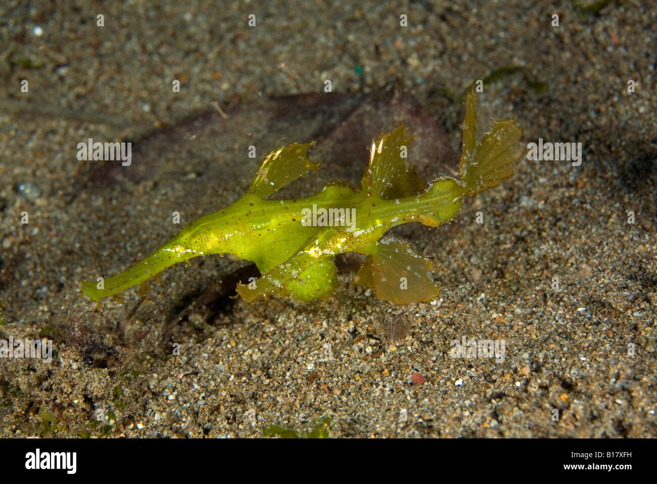 couple of longtailed ghost pipefish Solenostomus armatus Dumaguete Apo ...