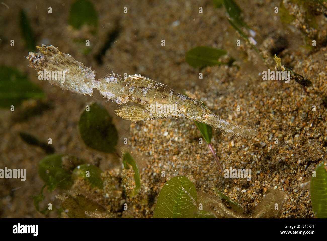 Robust ghost pipefish Solenostomus cyanopterus Dumaguete Apo Island ...