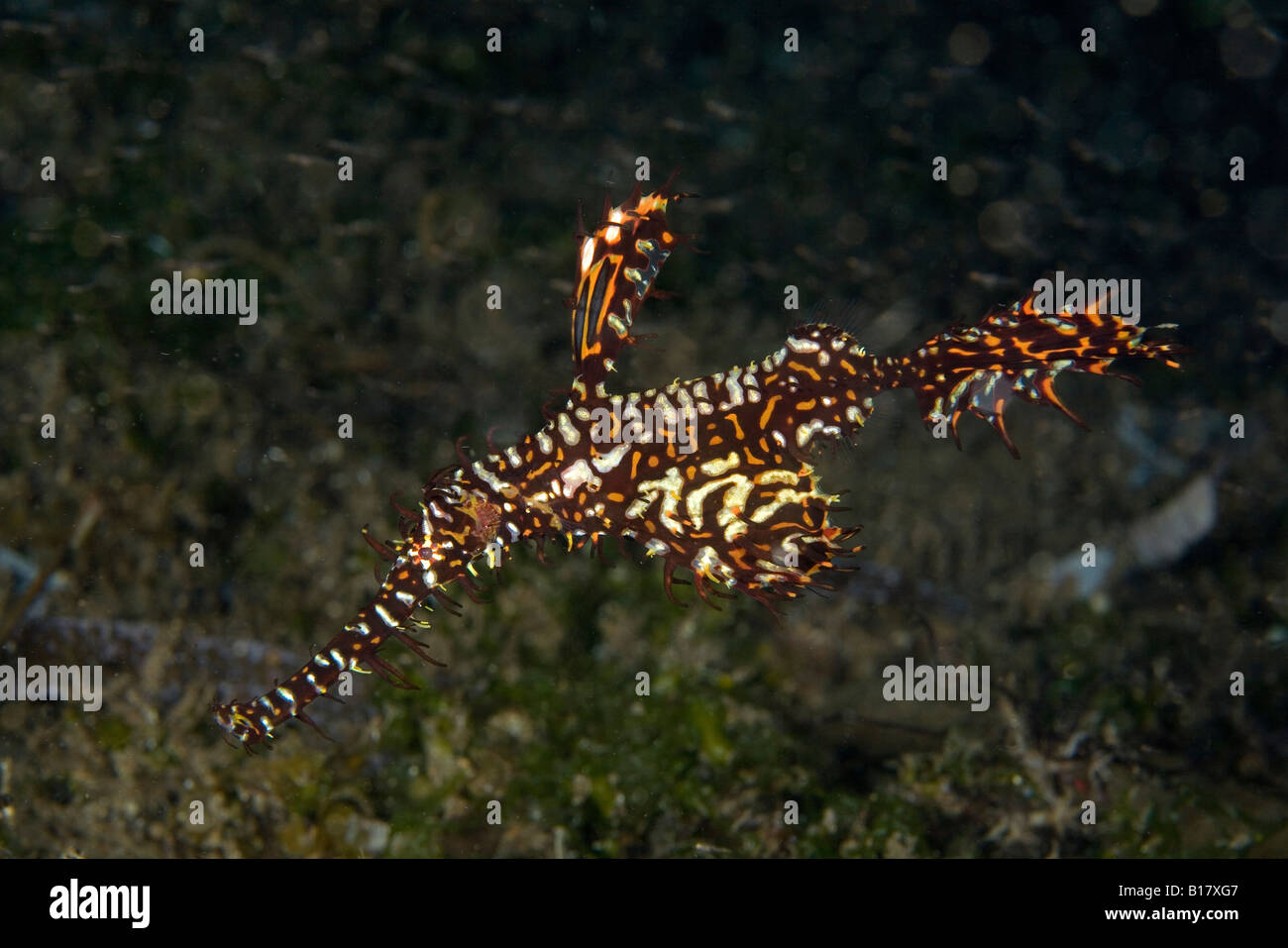 Reef pipefish hi-res stock photography and images - Alamy