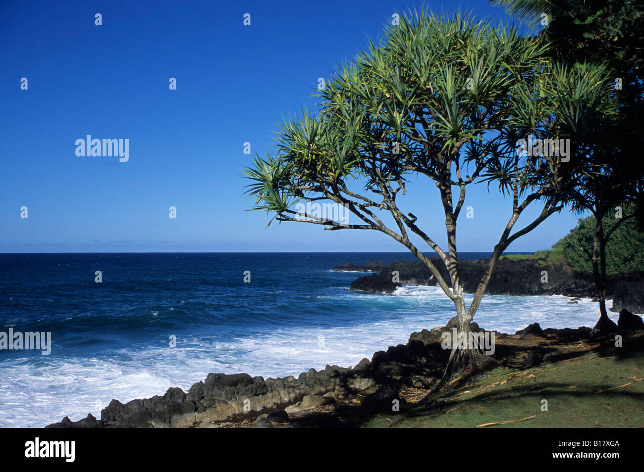 Nahiku, Maui, Hawaii, USA. Pandanus Tree, Pacific Ocean Stock Photo - Alamy
