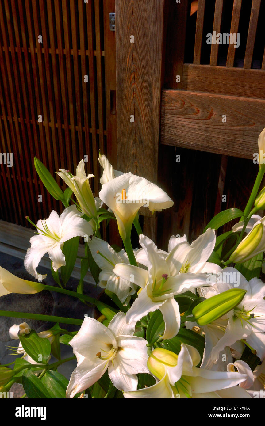 white orchid Kyoto Japan Stock Photo - Alamy