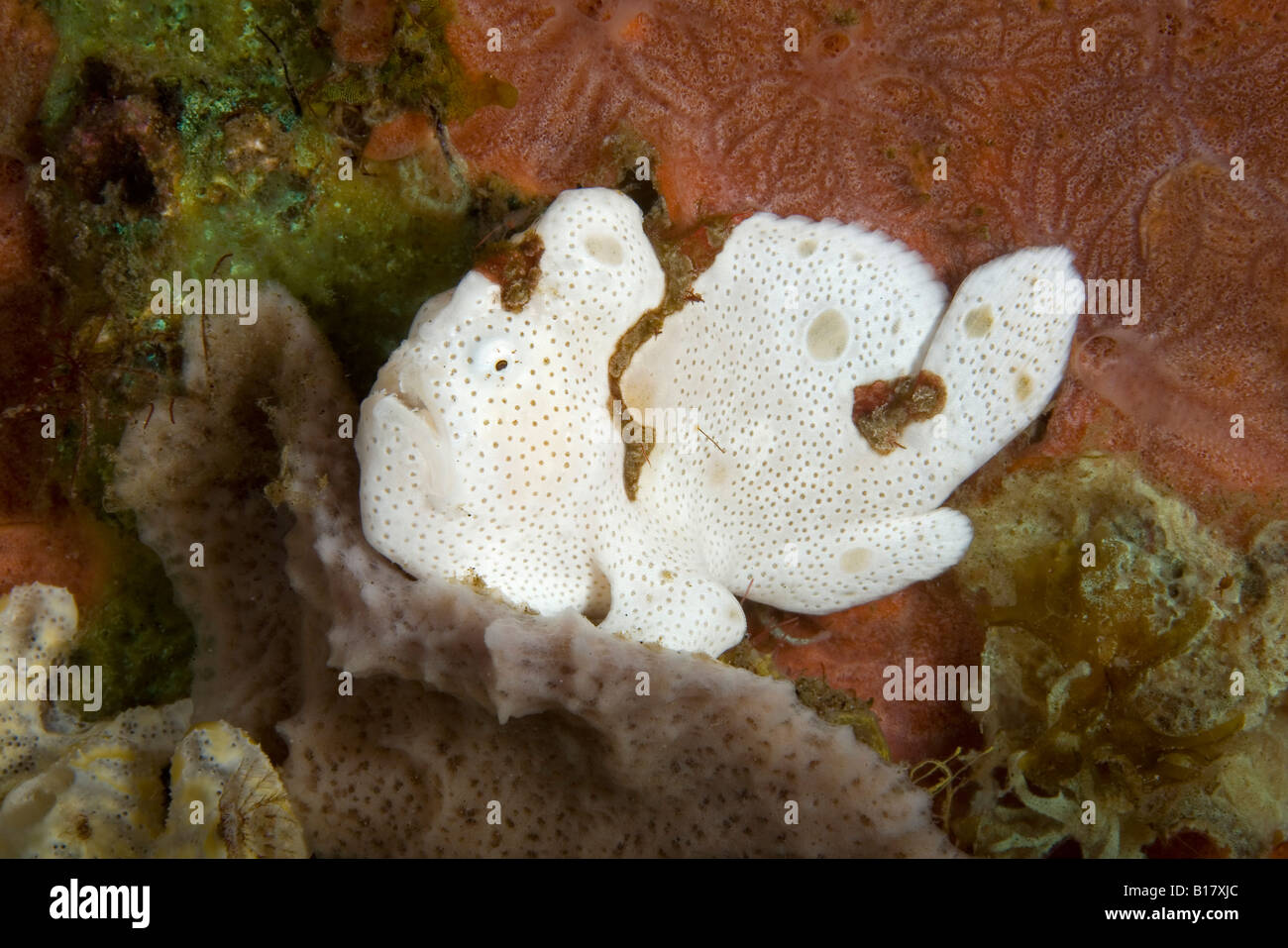 painted anglerfish frog fish Antennarius pictus Dumaguete Apo Island ...