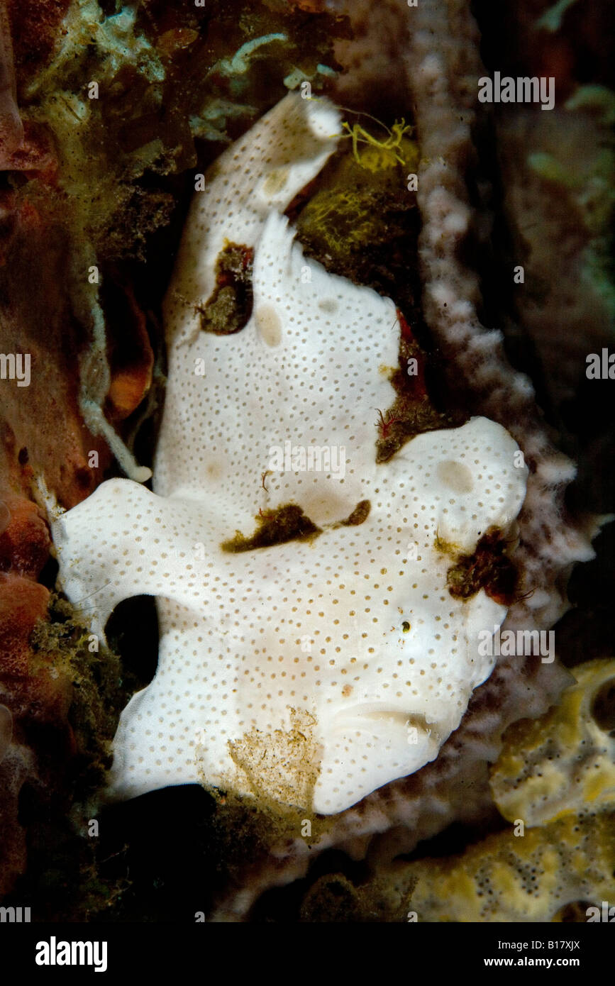 painted anglerfish frog fish Antennarius pictus Dumaguete Apo Island ...