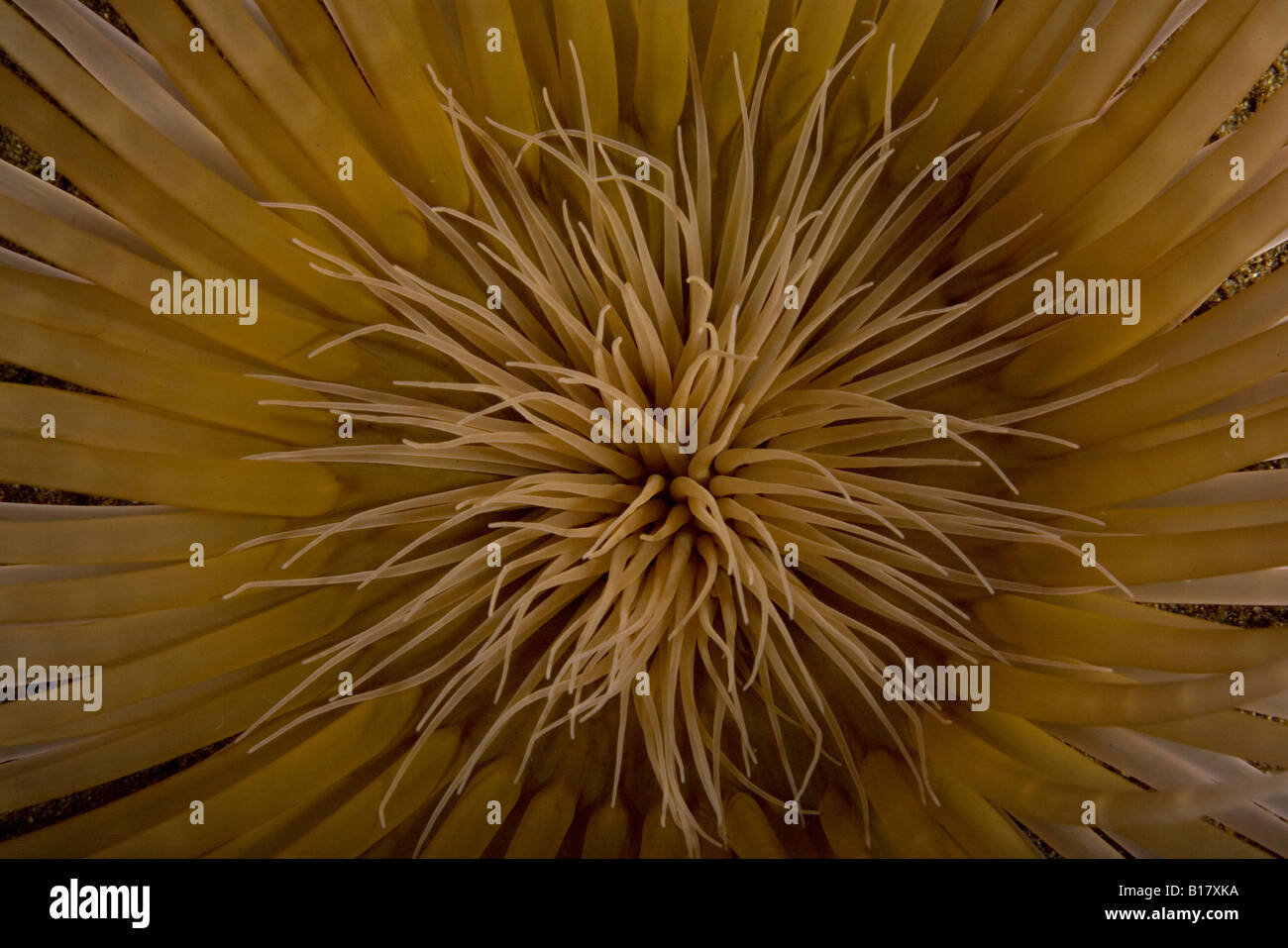 detail of tube anemones Cerianthus Dumaguete Apo Island Negros ...