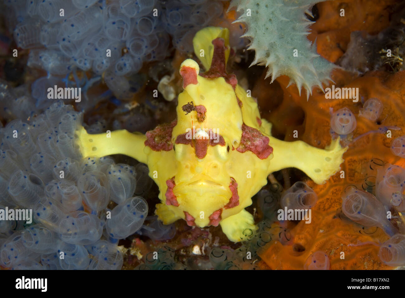 clown anglerfish frog fish Antennarius maculatus Dumaguete Apo Island ...