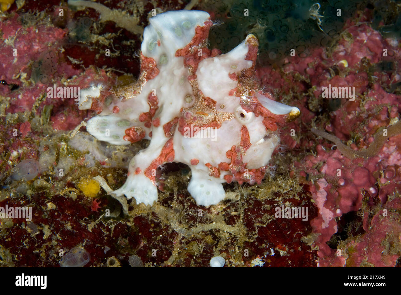 clown anglerfish frog fish Antennarius maculatus Dumaguete Apo Island ...