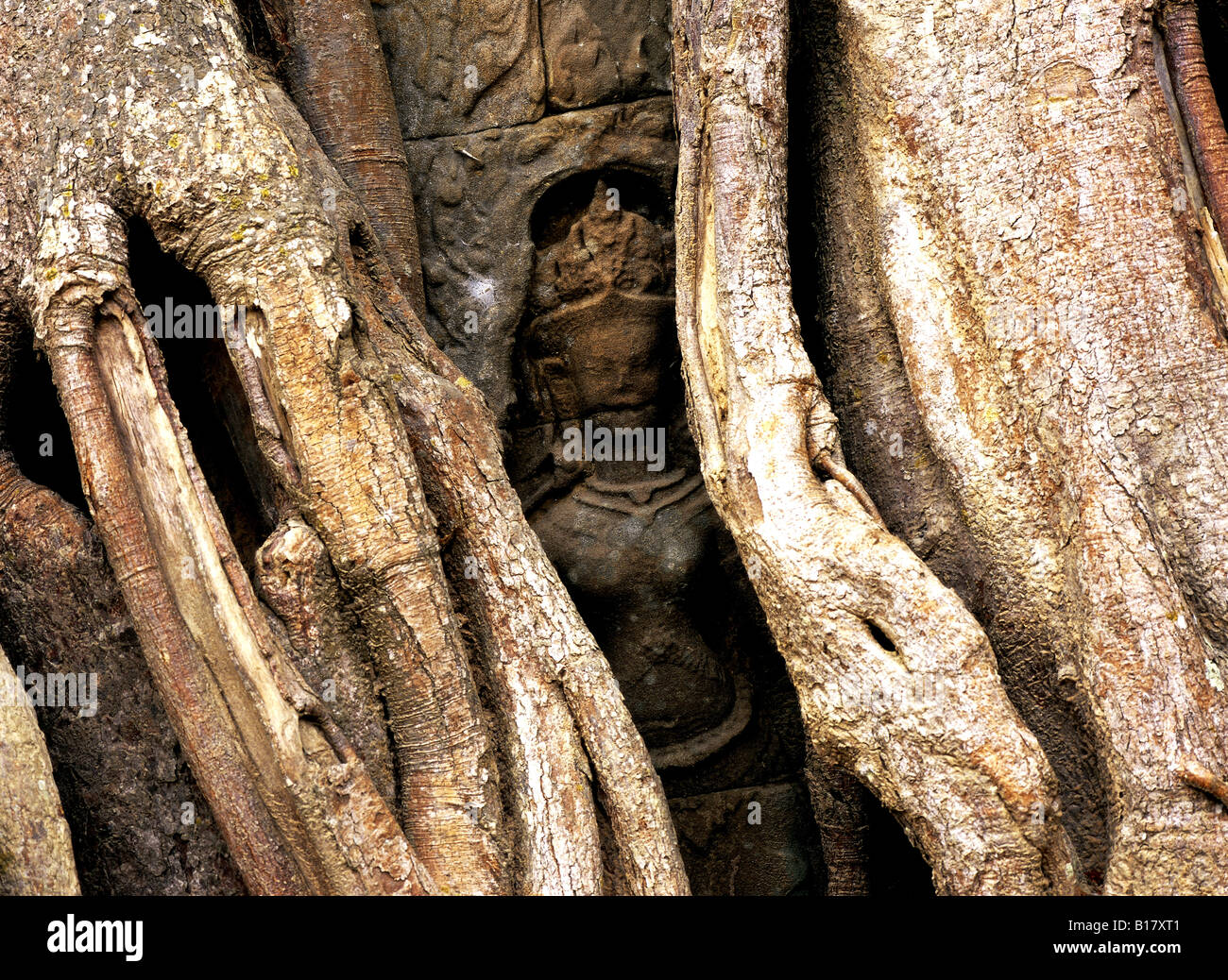 Devata figure in banyan tree root Angkor Wat, Siem Reap, Cambodia Stock ...
