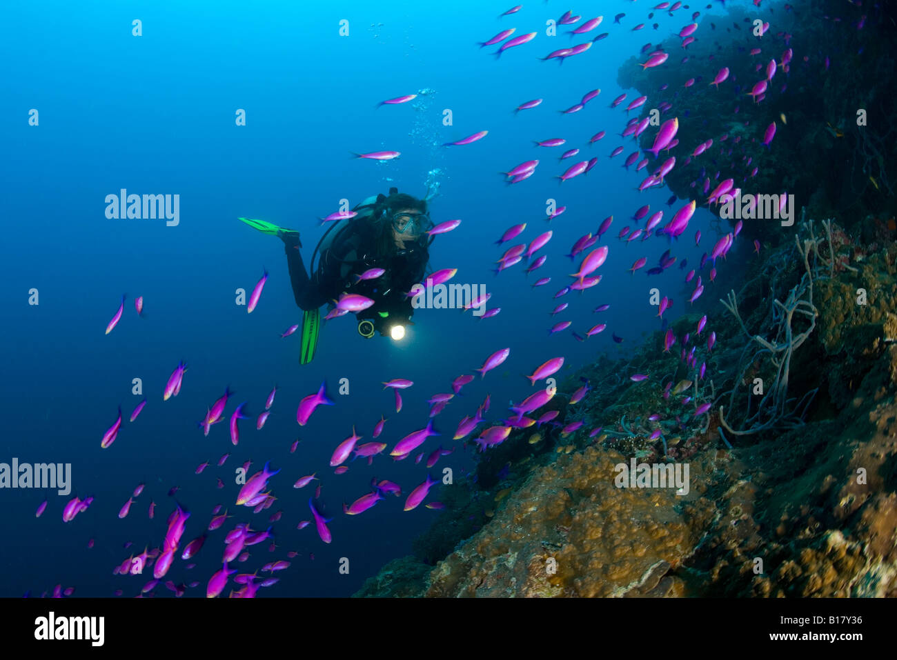scuba diver with shoal of yellowback anthias Pseudanthias tuka Maolboal ...