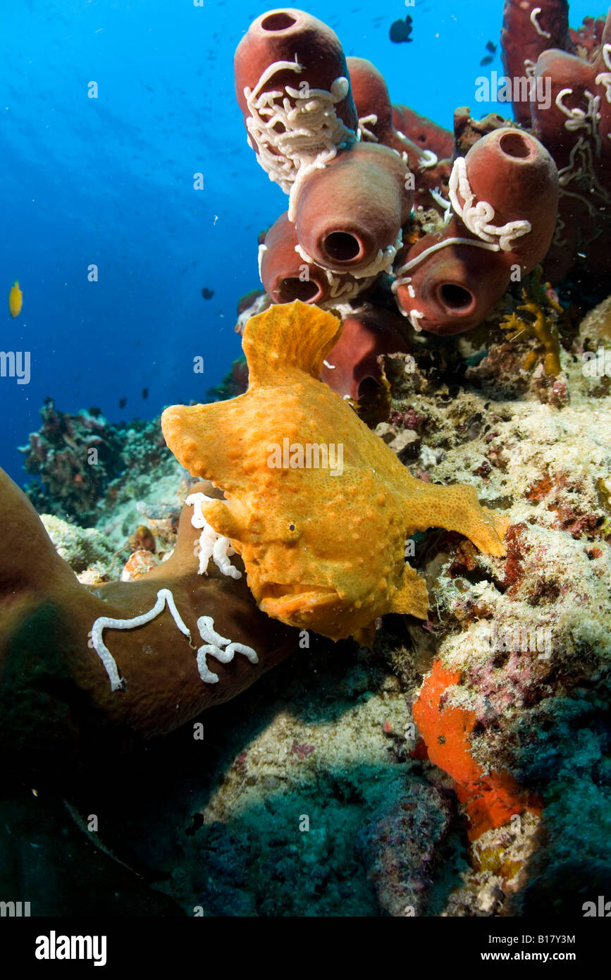 Sponge Porifera Philippines High Resolution Stock Photography and ...