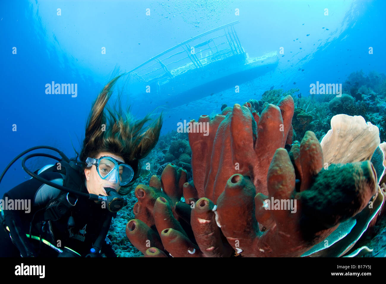 scuba diver with sponges under outrigger diving boat Theonella swinhoei ...