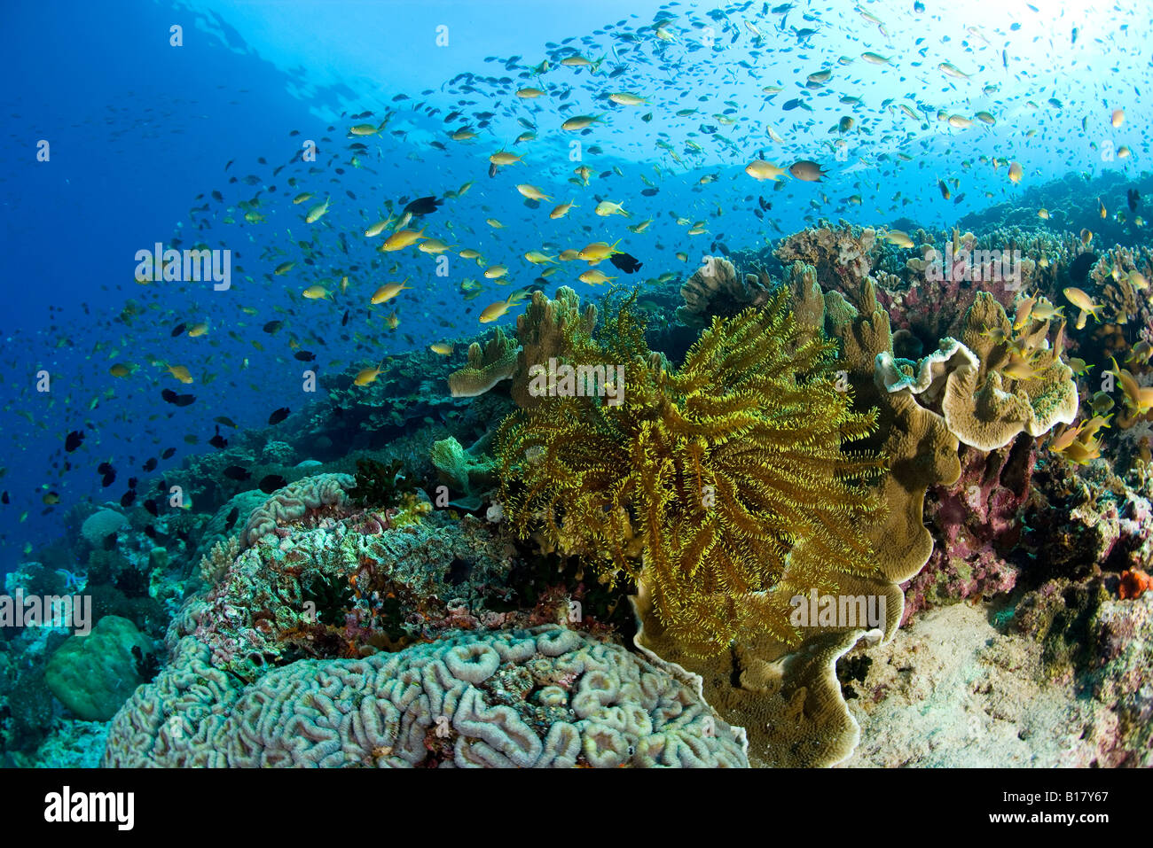 feather star and shoal of Jewel basslet Pseudanthias squamipinnis ...