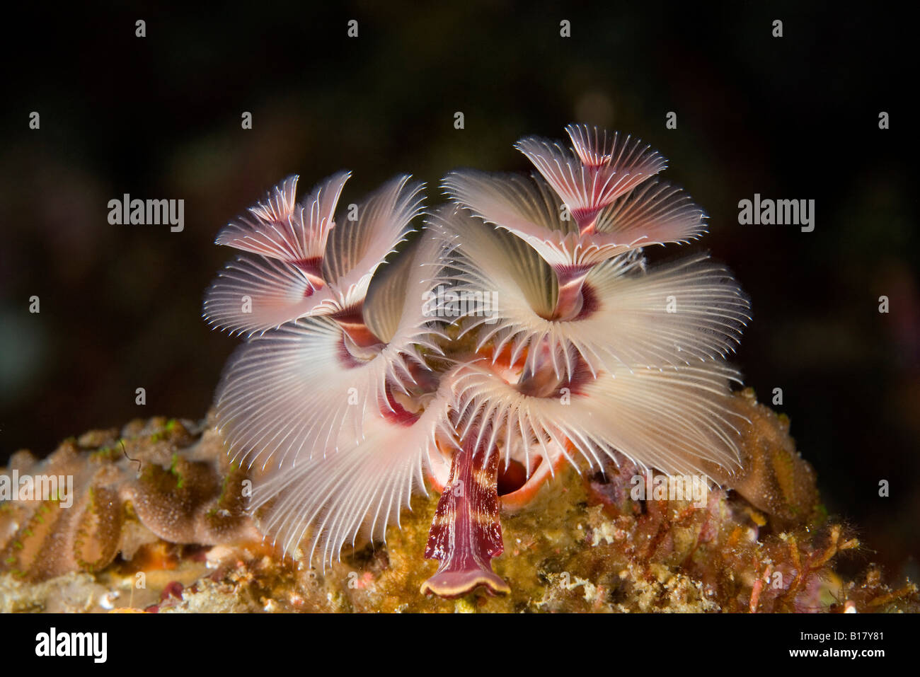Christmas tree worm Rhopalaea spec Maolboal Cebu Philippines Stock ...