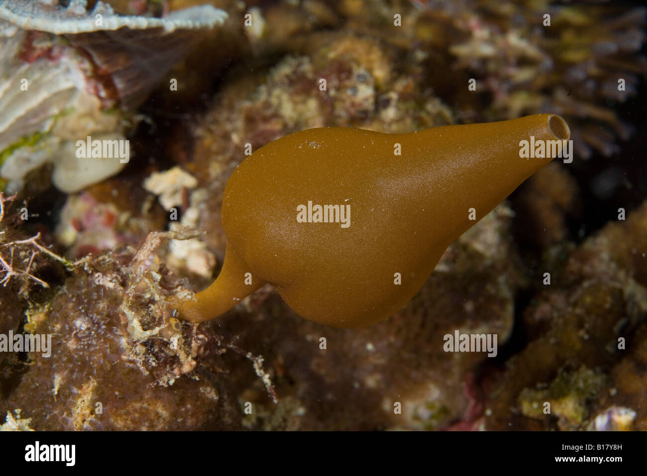 Sponge porifera philippines hi-res stock photography and images - Alamy