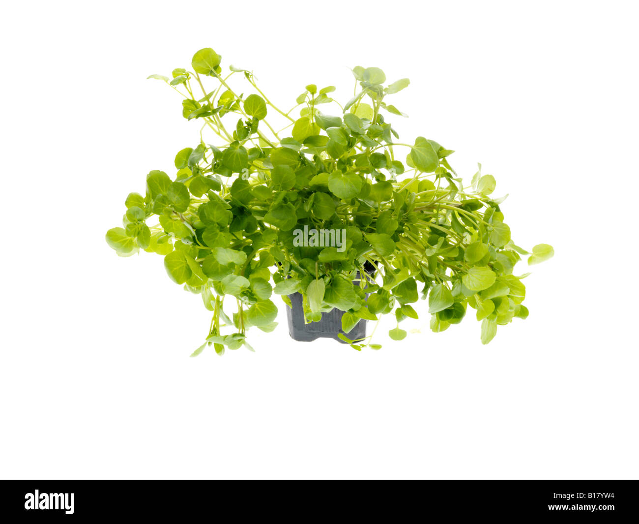 Watercress plants hi-res stock photography and images - Alamy