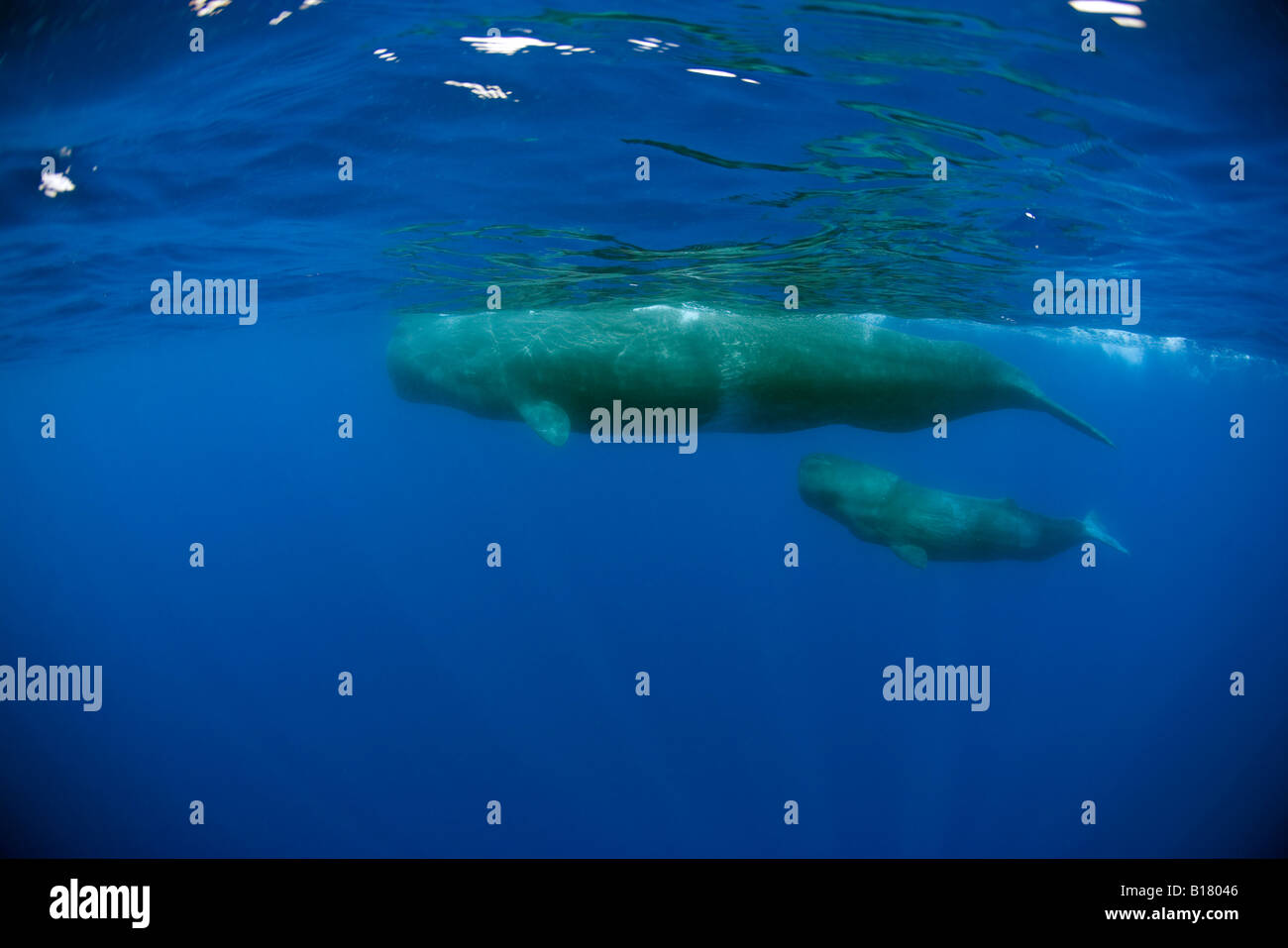 Sperm Whales Mother and Calw Physeter macrocephalus Azores Atlantic ...