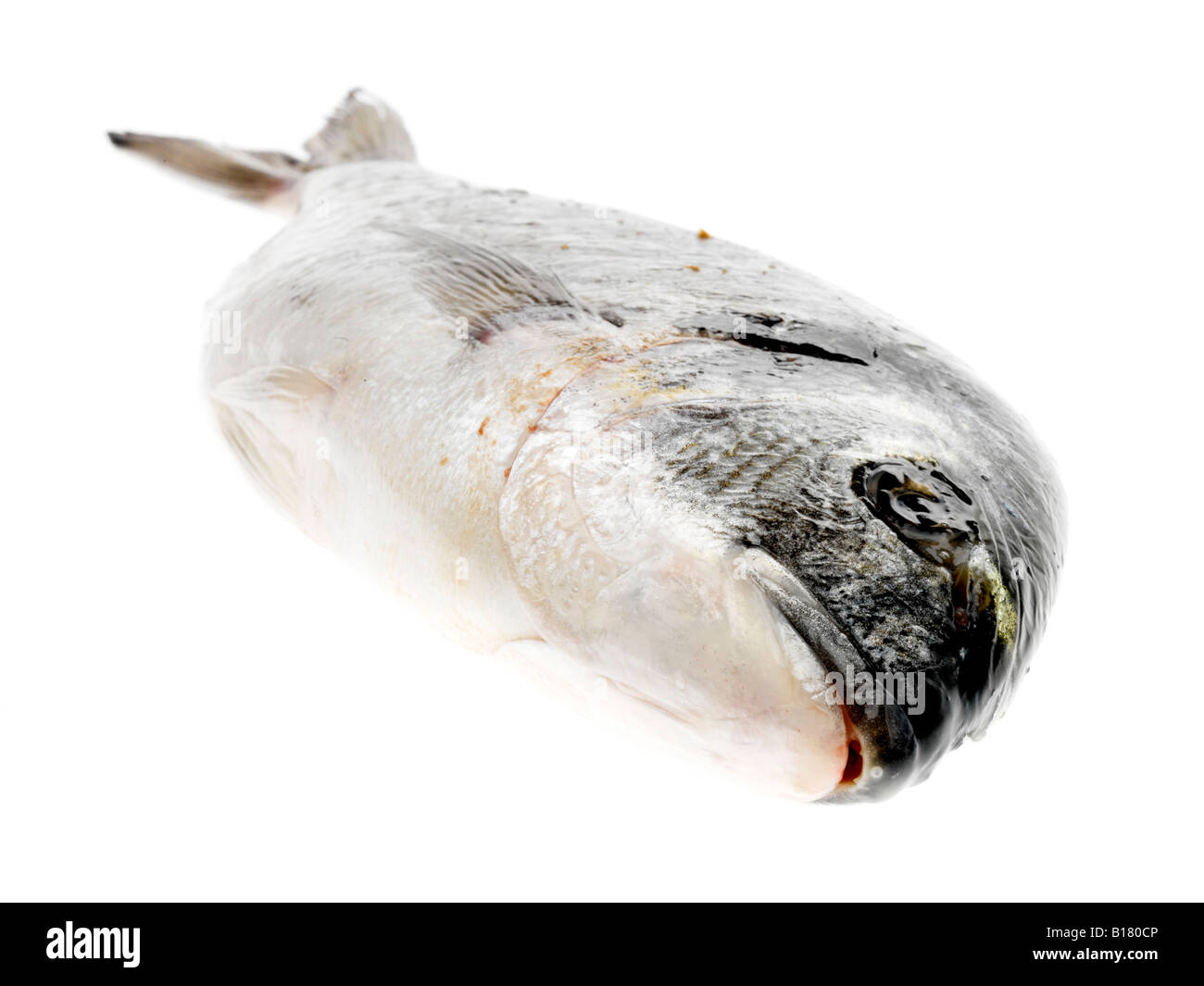 Greek Bream Fish Stock Photo - Alamy