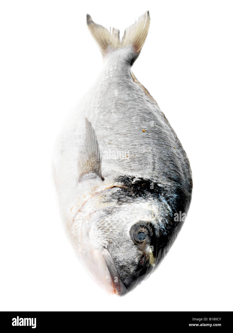 Greek Bream Fish Stock Photo - Alamy