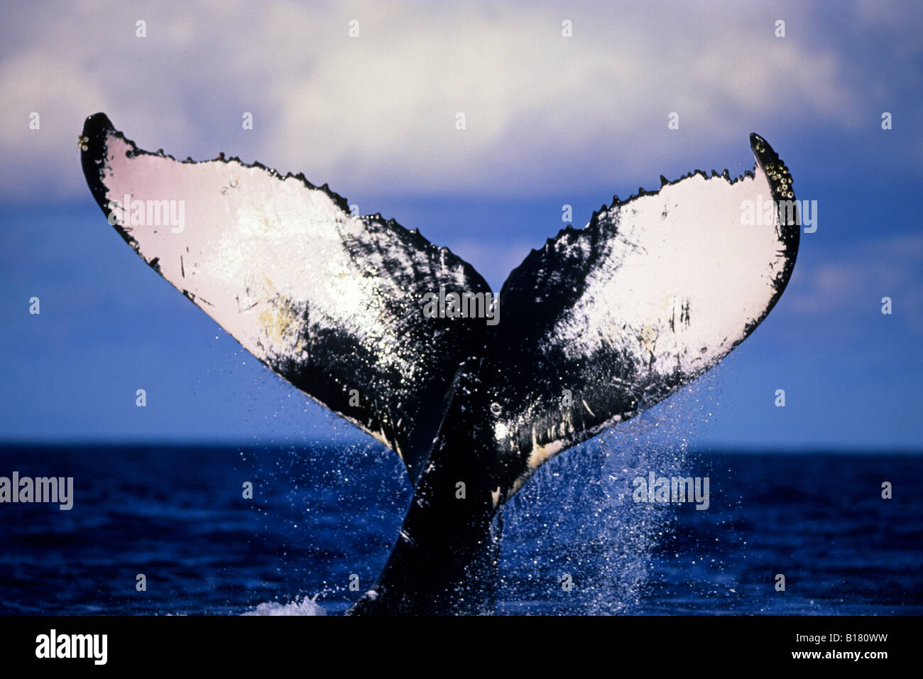 Fluke of Humpback Whale Megaptera novaeangliae Silver Banks Caribbean ...