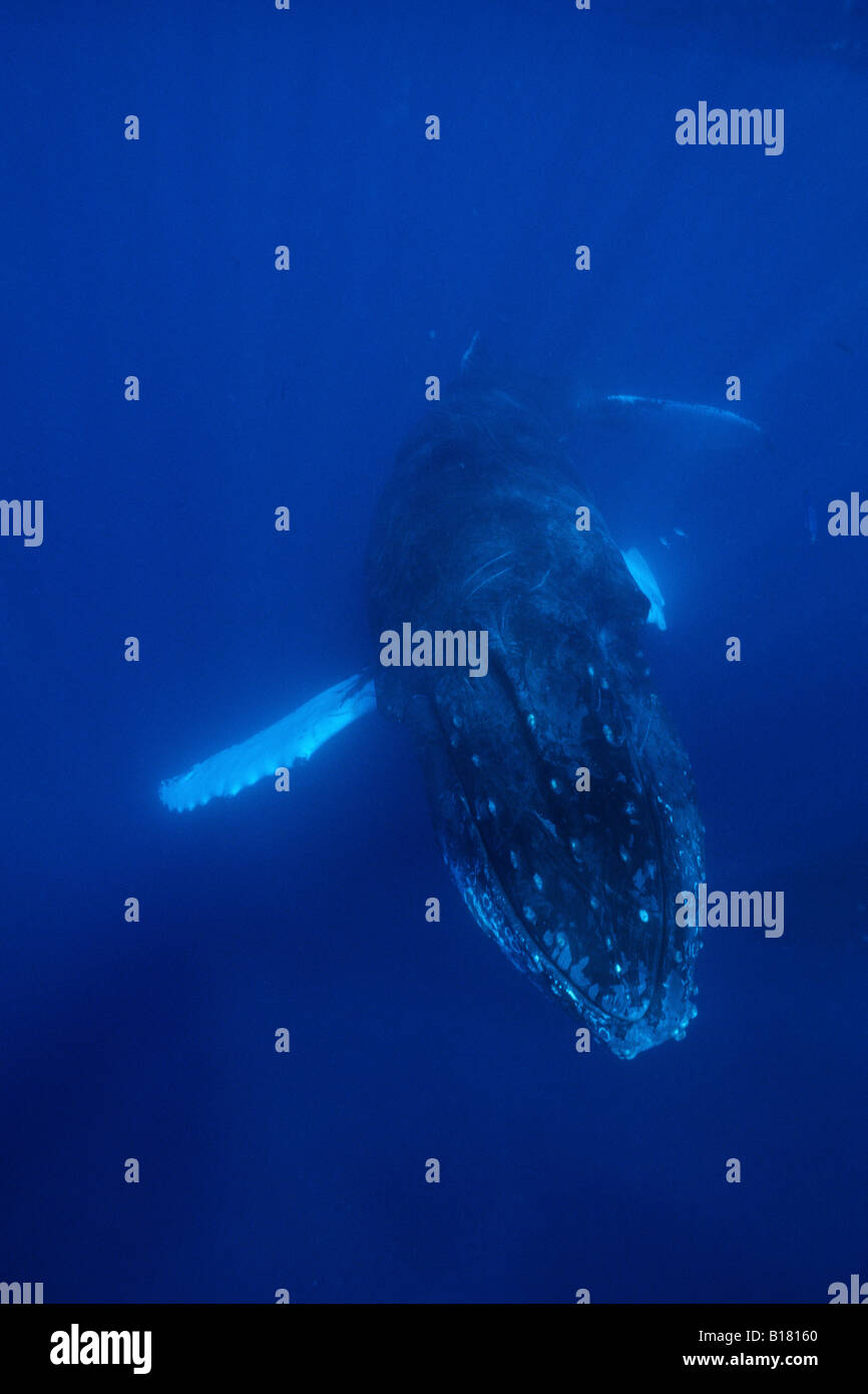 Dominican republic whales hi-res stock photography and images - Alamy